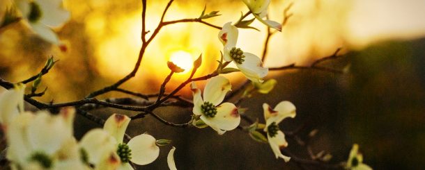 Your Eyes Roam the Earth, Lord. Set Your Gaze on Me - Nan Jones